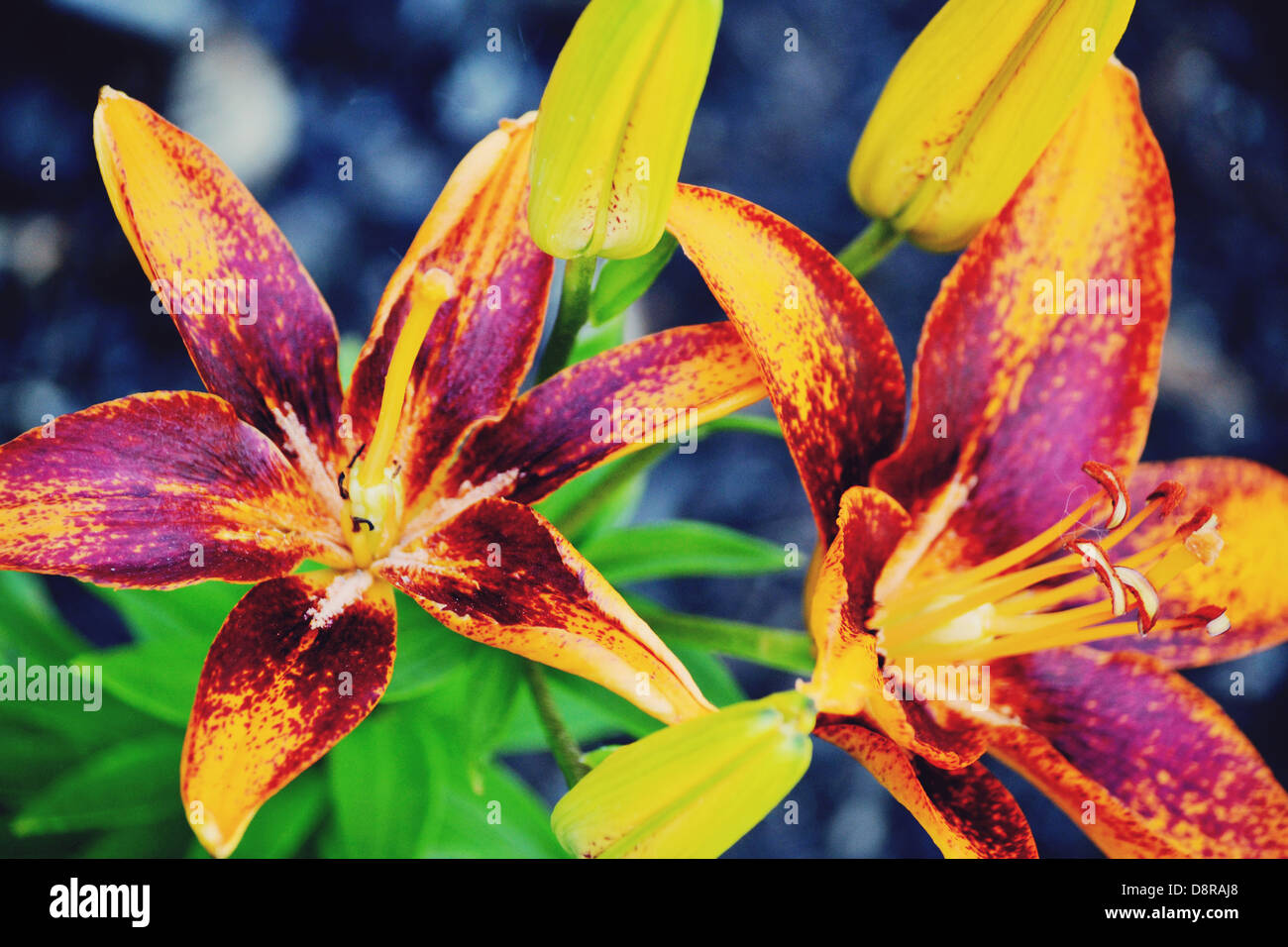 Lillies hi-res stock photography and images - Alamy