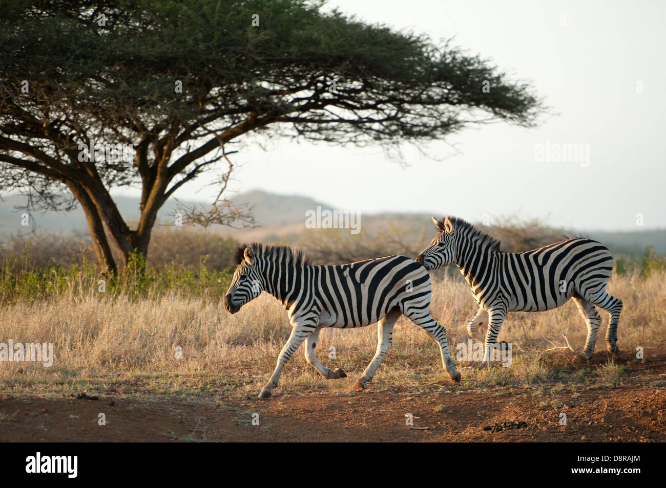 Burchell's zebras running (Equus burchellii), Zulu Nyala Game Reserve ...