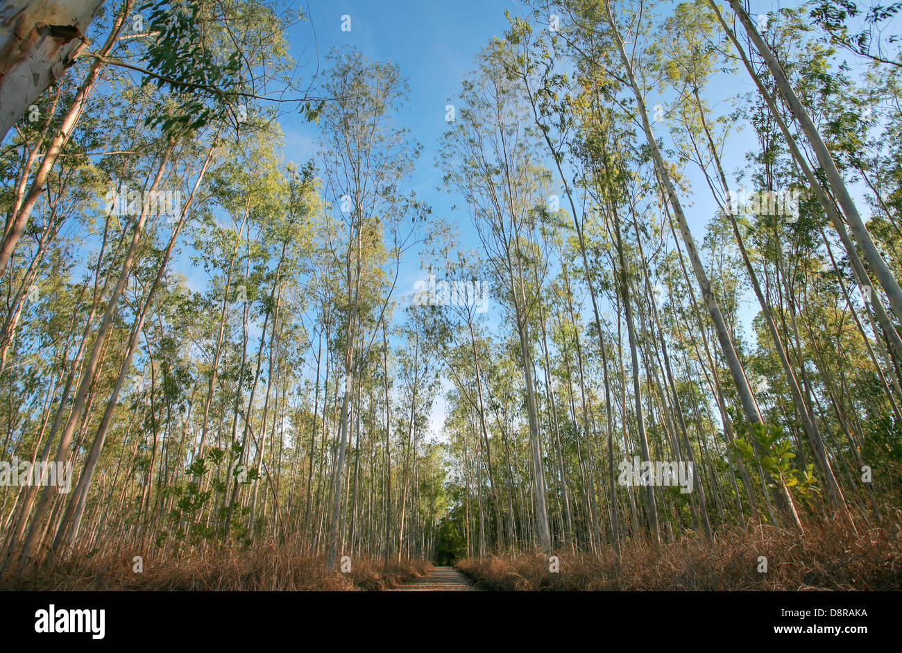 nature tree. pathway in the forest Stock Photo - Alamy