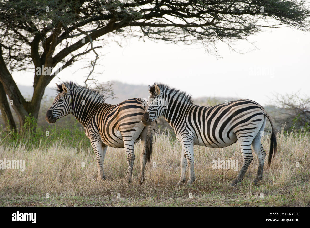 Burchell's zebra (Equus burchellii), Zulu Nyala Game Reserve, South ...
