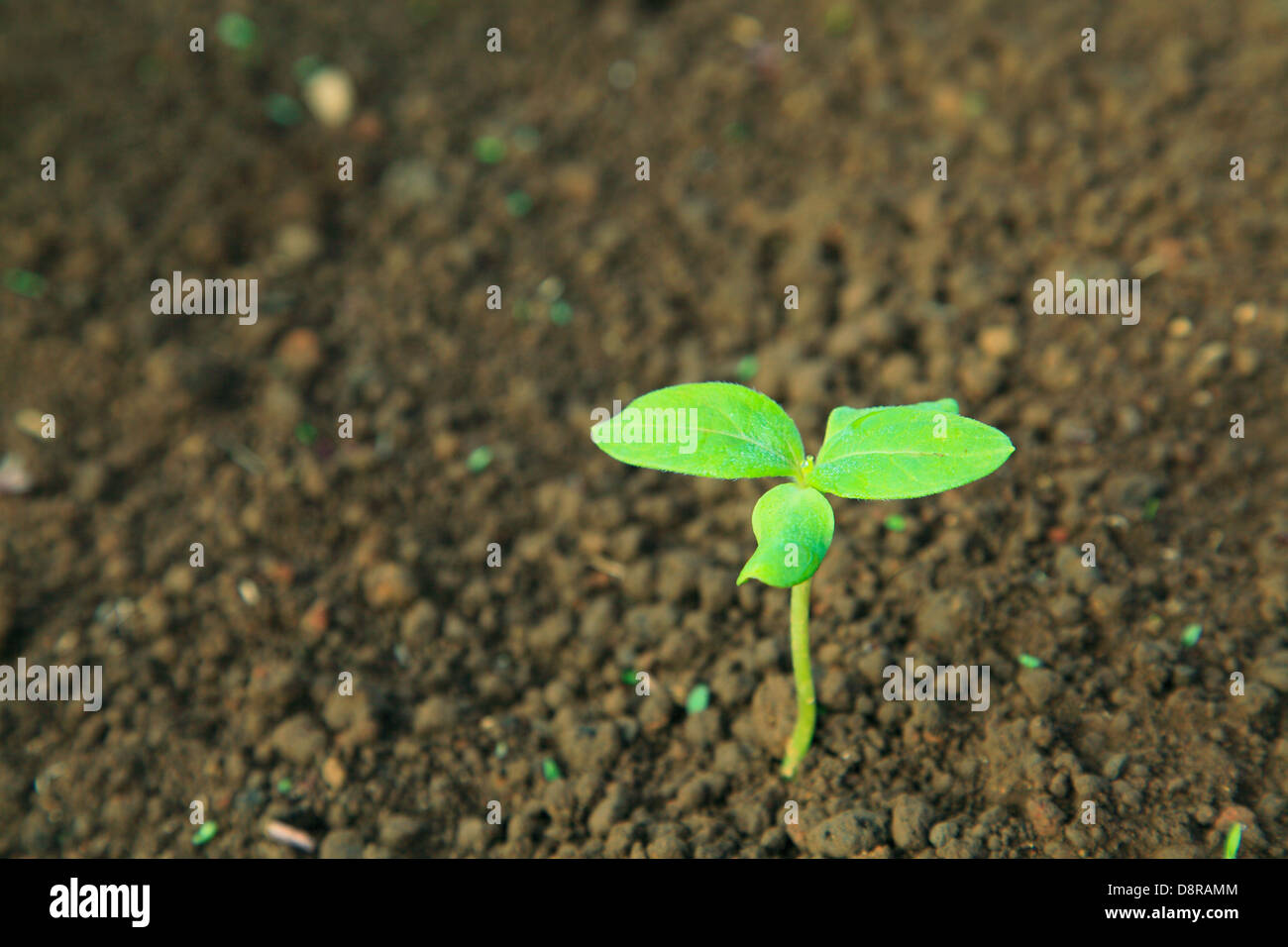 Green leaf sprouting from the ground Stock Photo - Alamy