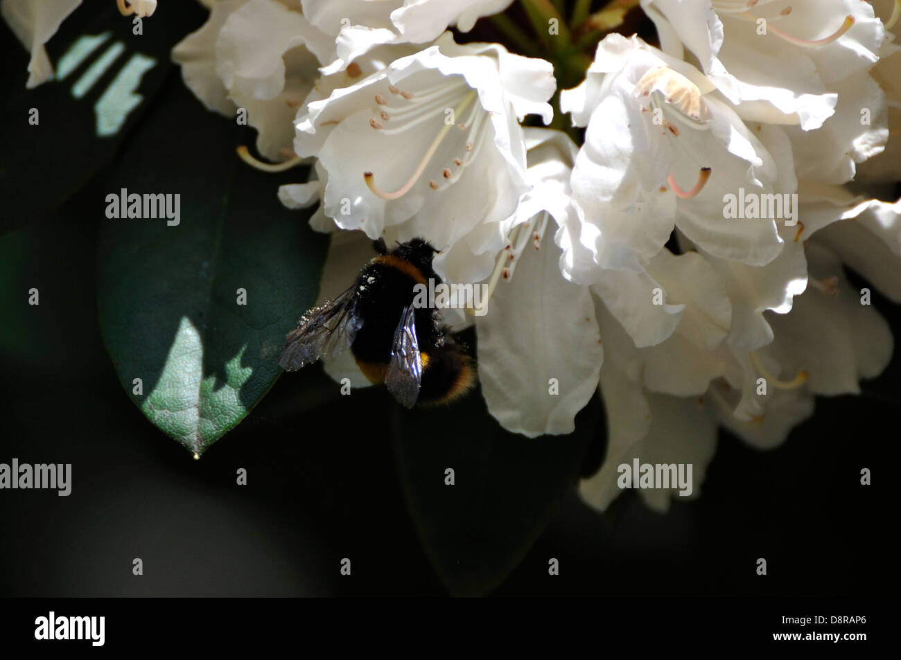 Bumblebee climbing into white flower centre Stock Photo - Alamy
