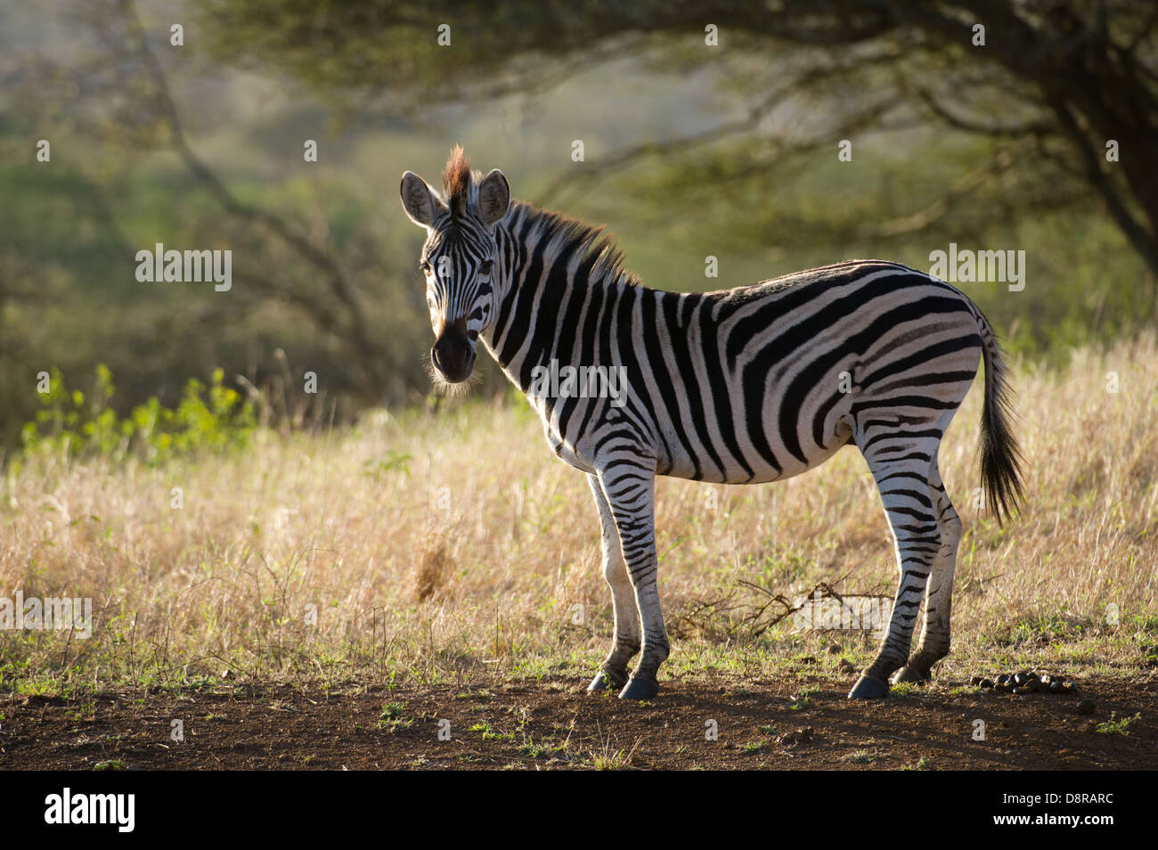 Burchell's zebra (Equus burchellii), Zulu Nyala Game Reserve, South ...