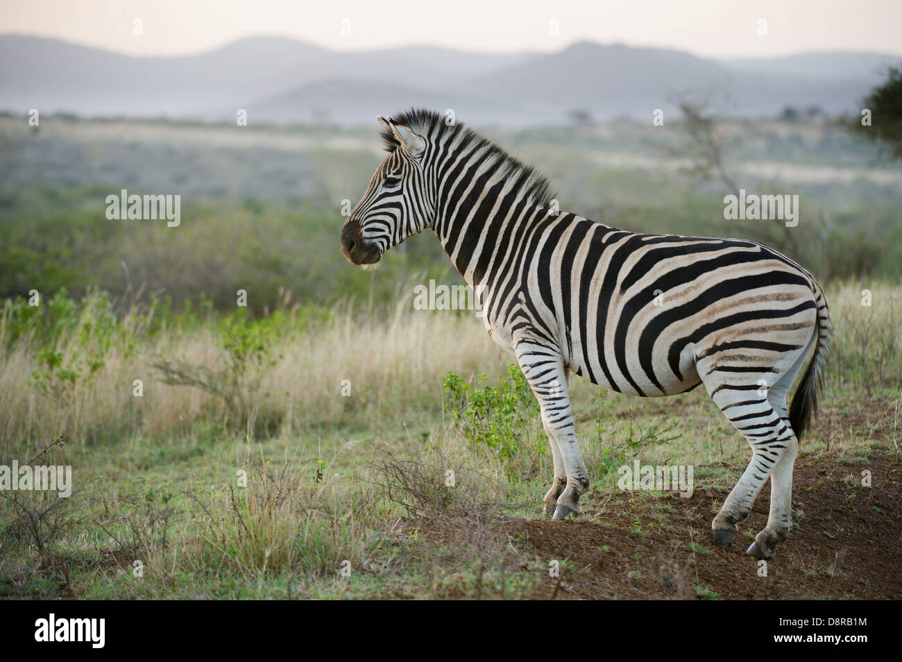Burchell's zebra (Equus burchellii), Zulu Nyala Game Reserve, South ...