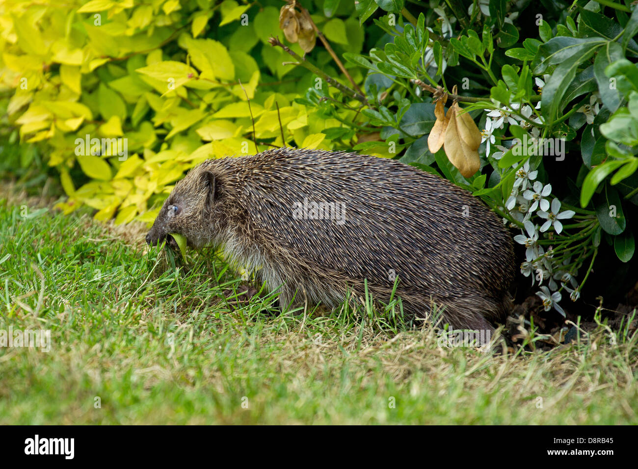A female hedgehog gathering leaves to build a nest Stock Photo - Alamy