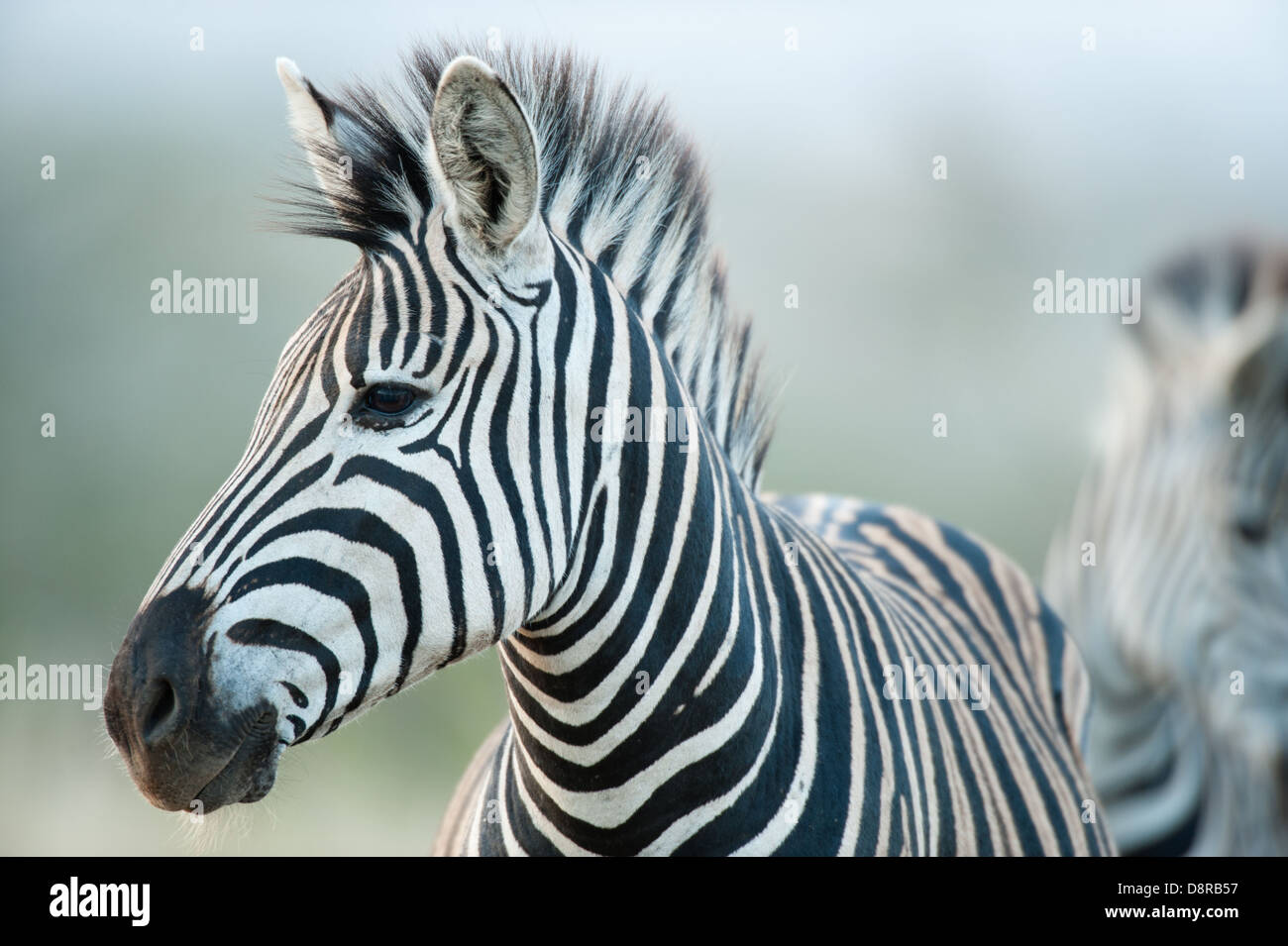 Burchell's zebra (Equus burchellii), Zulu Nyala Game Reserve, South ...