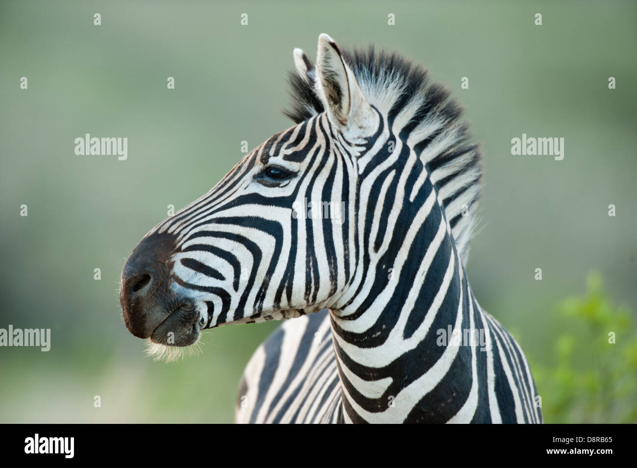 Burchell's zebra (Equus burchellii), Zulu Nyala Game Reserve, South ...