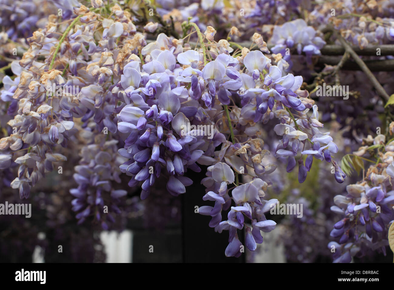 Lilac colour flowers hi-res stock photography and images - Alamy