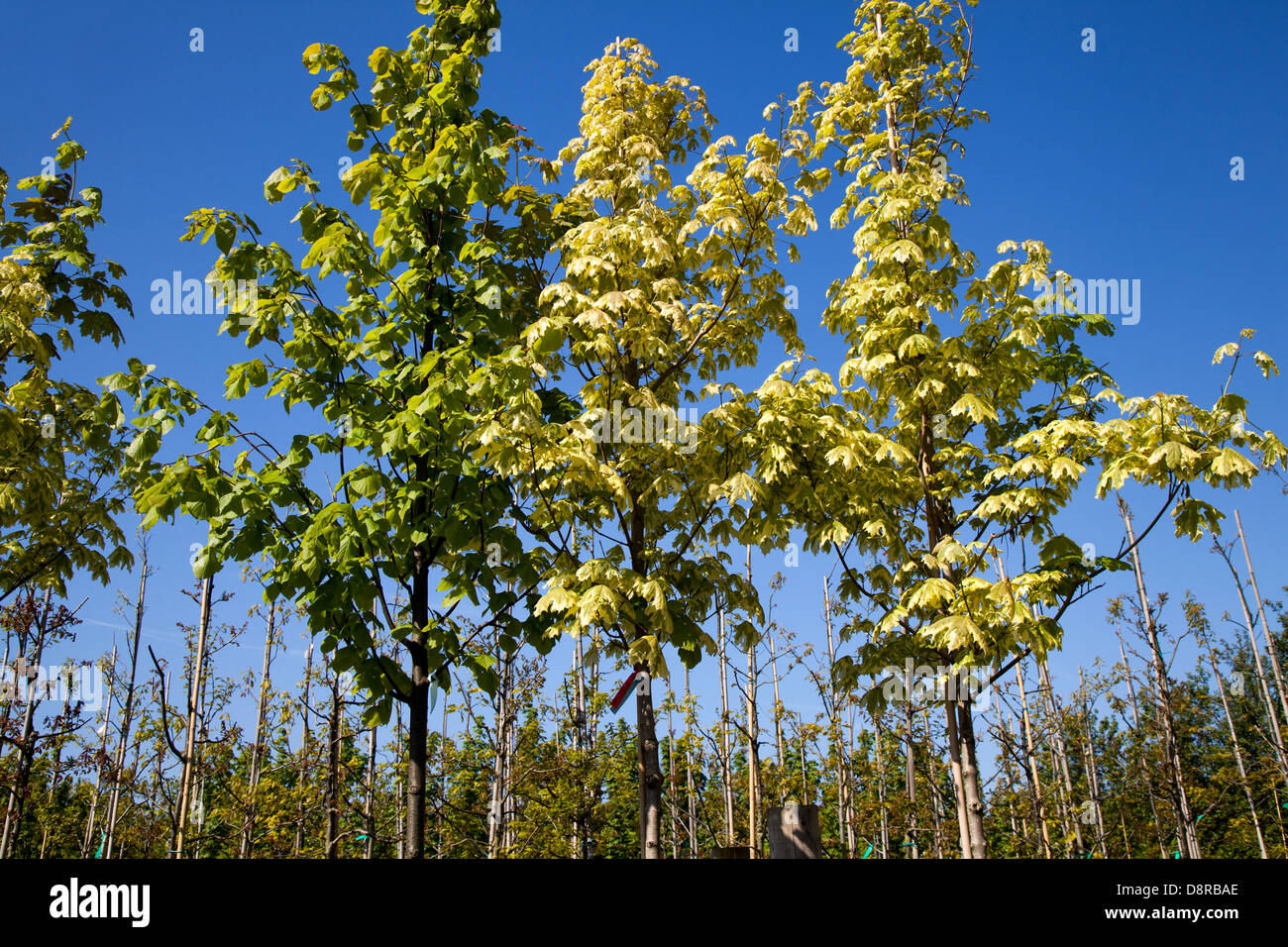 Acer platanoides Drummondi, Drummondii trees, Norway Maple for sale at ...