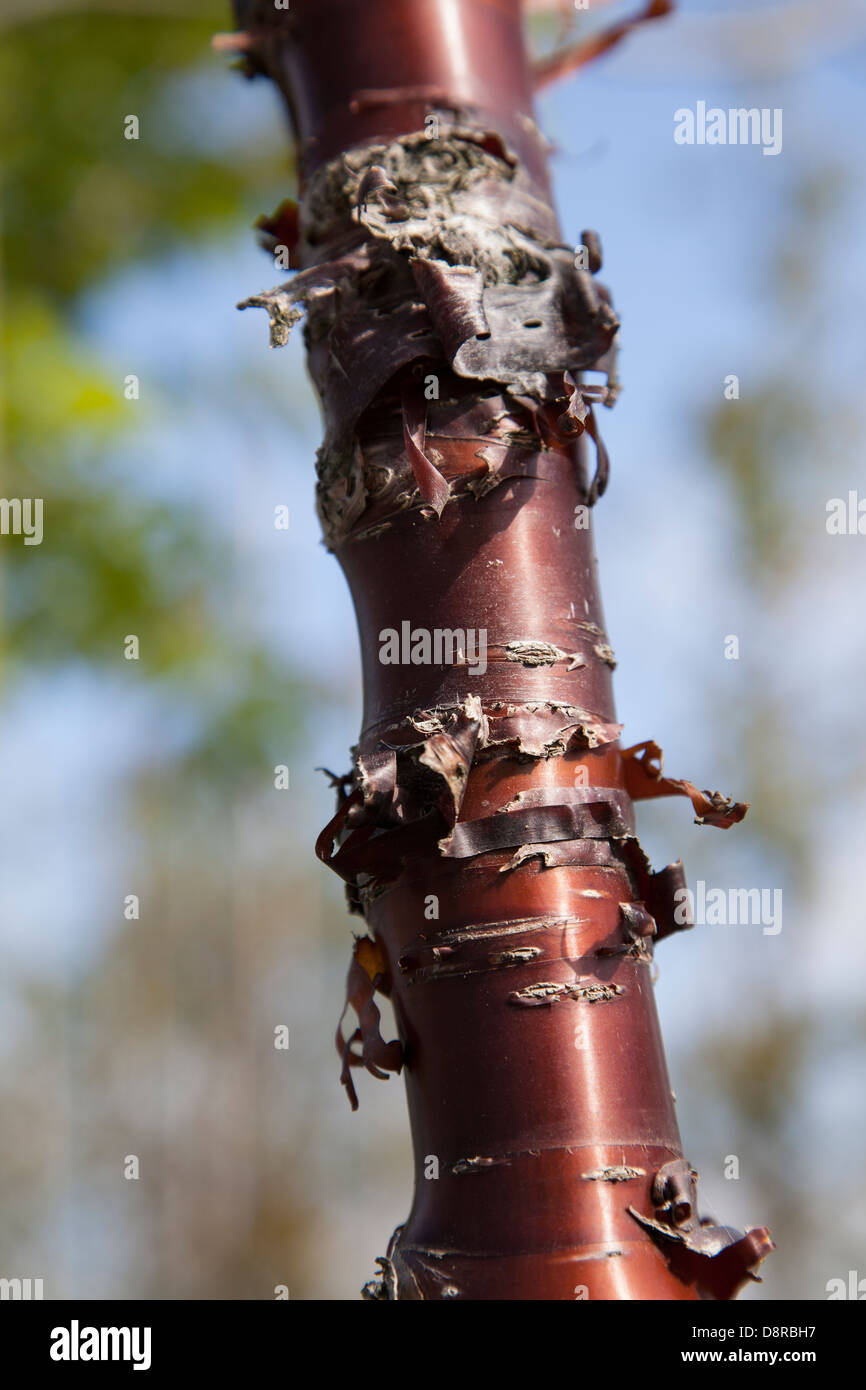 Prunus Serrula Tree Trunk High Resolution Stock Photography and Images ...