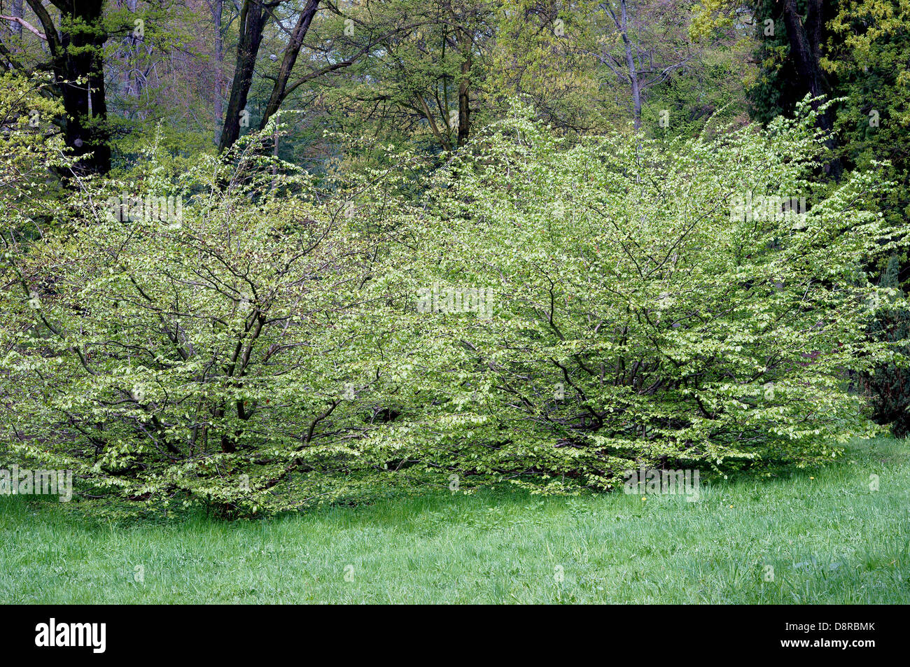 Young beech trees covered with green spring leaves Stock Photo - Alamy