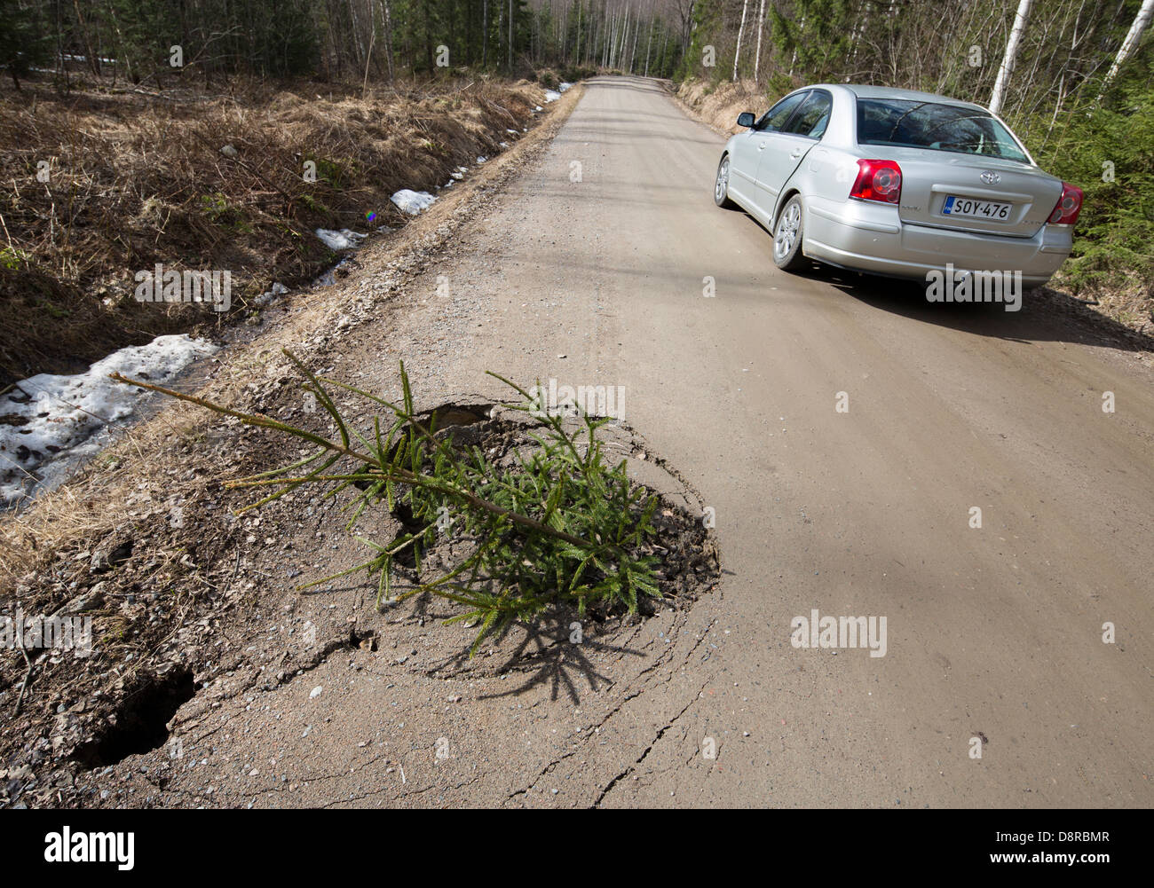 Pothole marked with small tree on dirt road at springtime caused by ...
