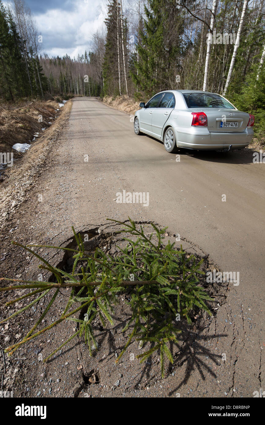 Pothole marked with small tree on dirt road at springtime caused by ...