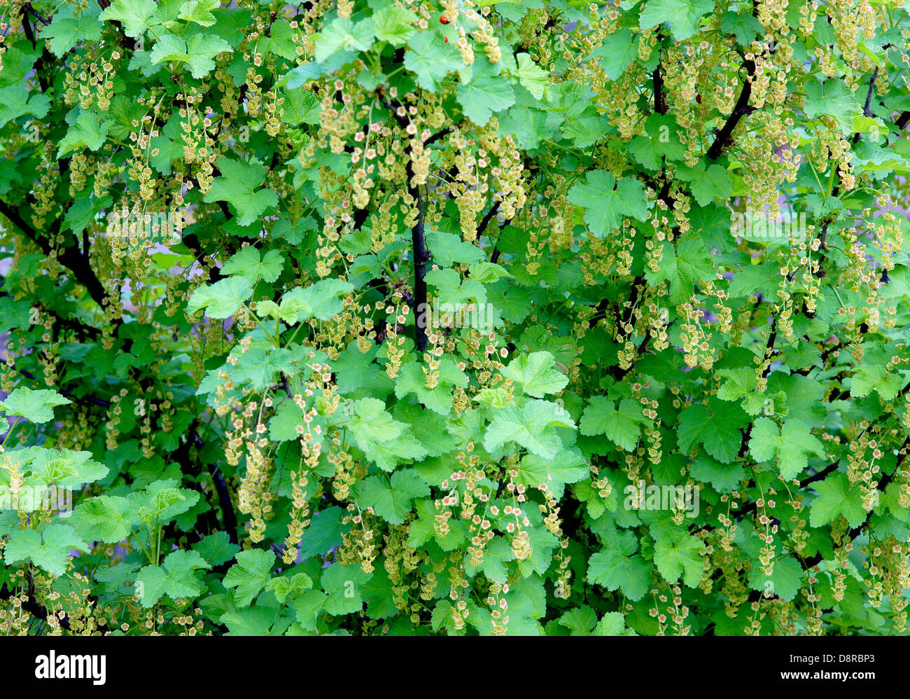 Red currant blooming Ribes rubrum Stock Photo - Alamy