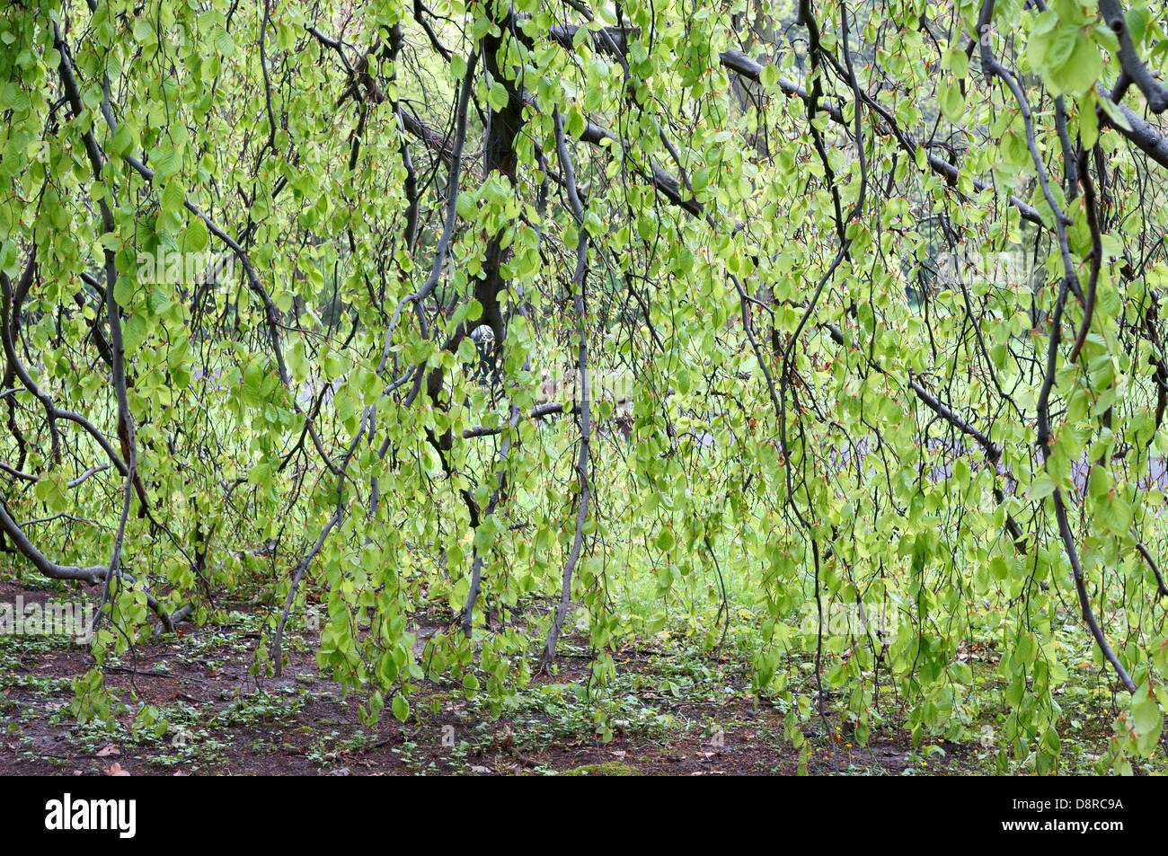 Beech tree twigs with fresh green spring leaves Fagus sylvatica Stock ...