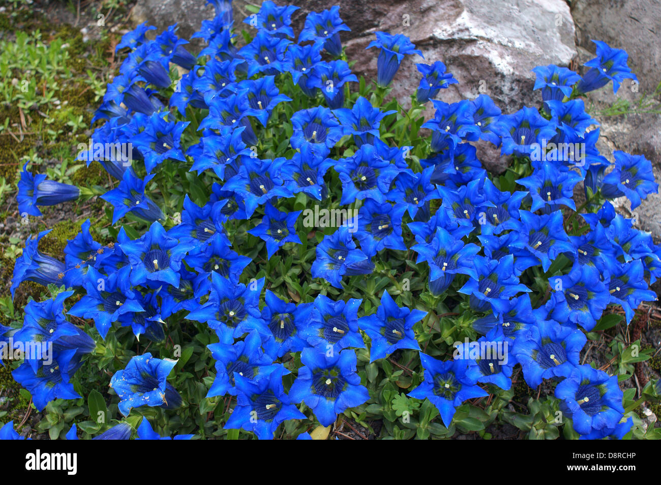 Blue gentian lowers Gentiana acaulis Stock Photo - Alamy