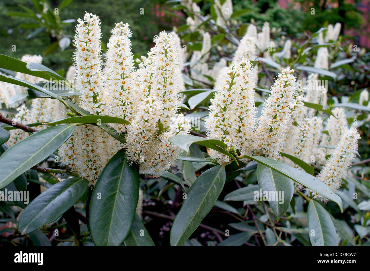 Cherry laurel white spring flowers Prunus laurocerasus Stock Photo - Alamy
