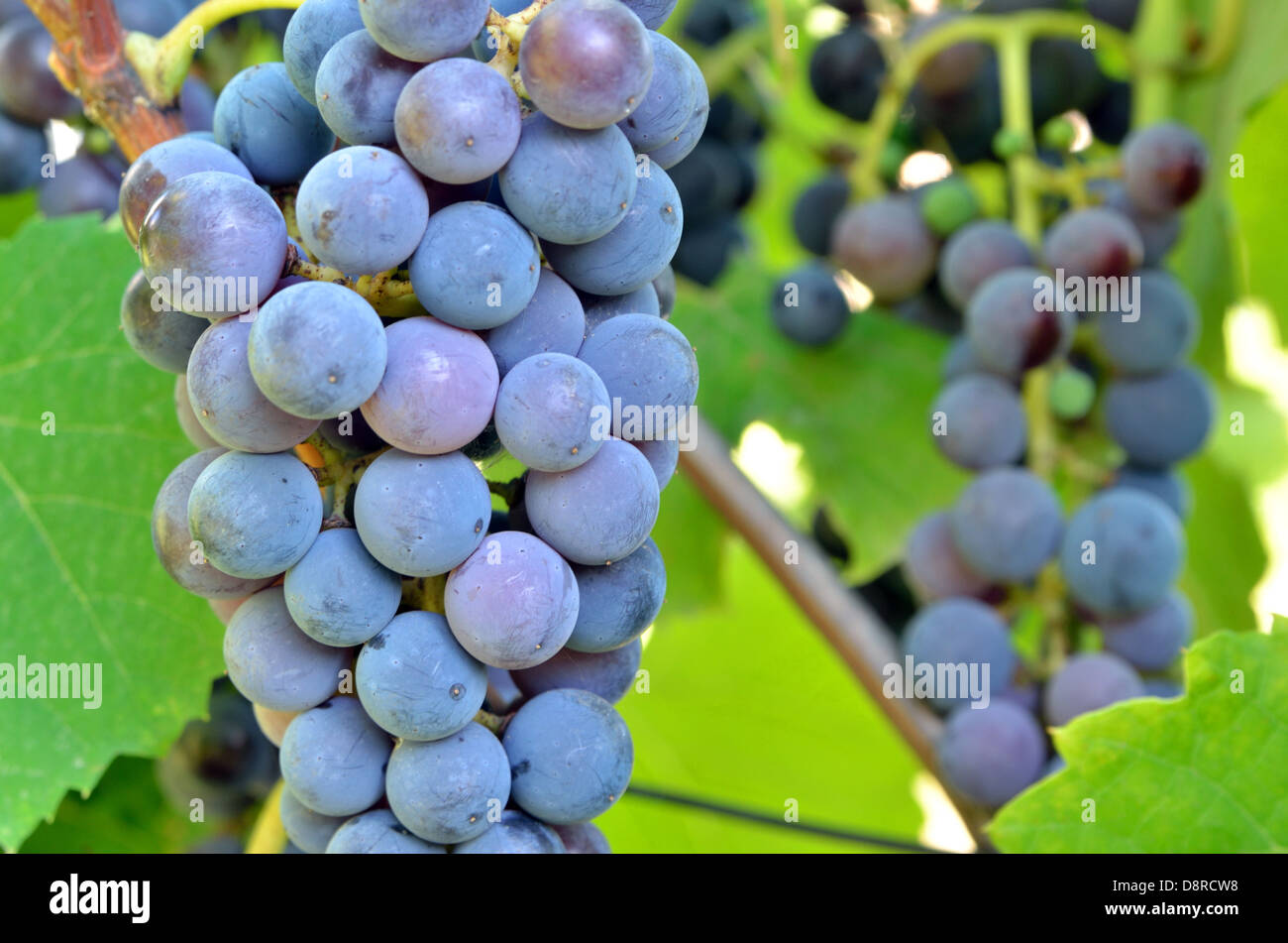 Red Wine Grapes Stock Photo - Alamy