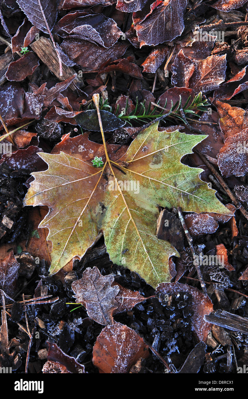A London plane tree leaf in the Autumn Stock Photo - Alamy