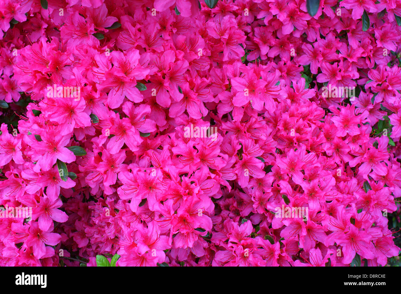 Purple pink Rhododendron "Doubrava" flowers blossom Stock Photo - Alamy