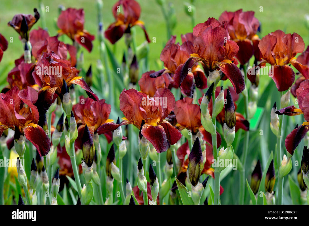 Brown iris flowers Stock Photo - Alamy