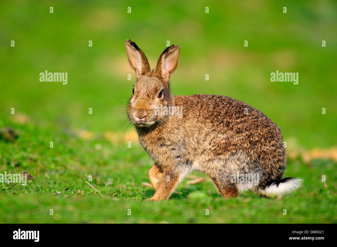 RABBIT Oryctolagus cuniculus Stock Photo - Alamy