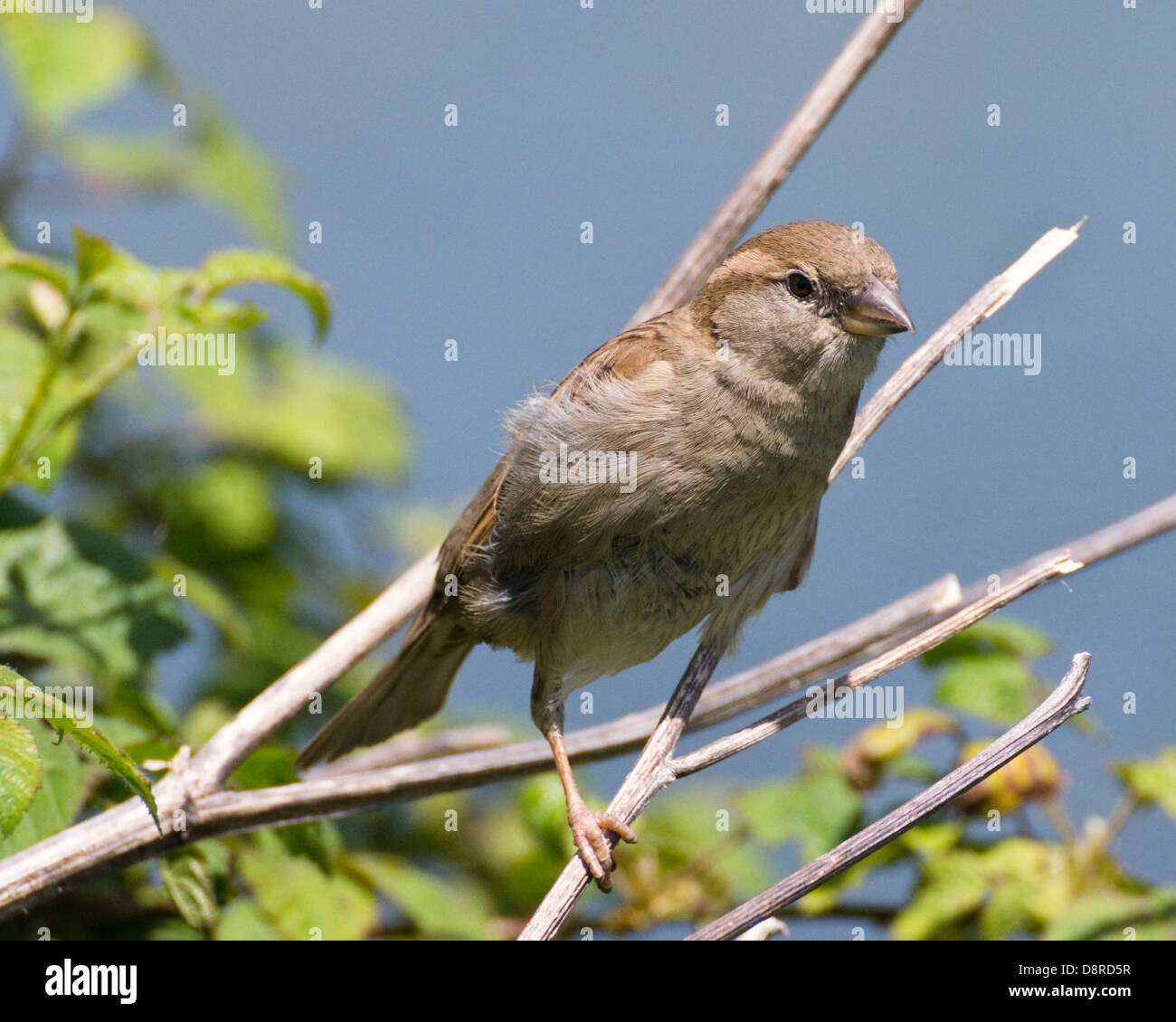 A female House Sparrow in Gloucestershire England Stock Photo - Alamy