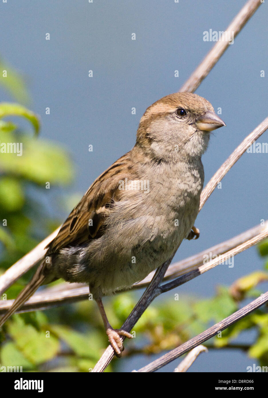 A female House Sparrow in Gloucestershire England Stock Photo - Alamy