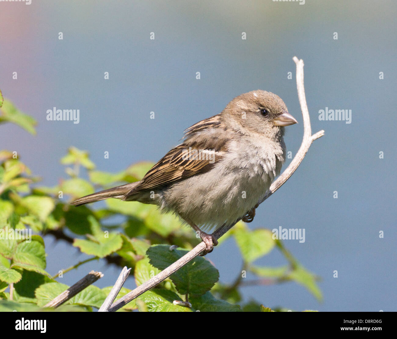 A female House Sparrow in Gloucestershire England Stock Photo - Alamy