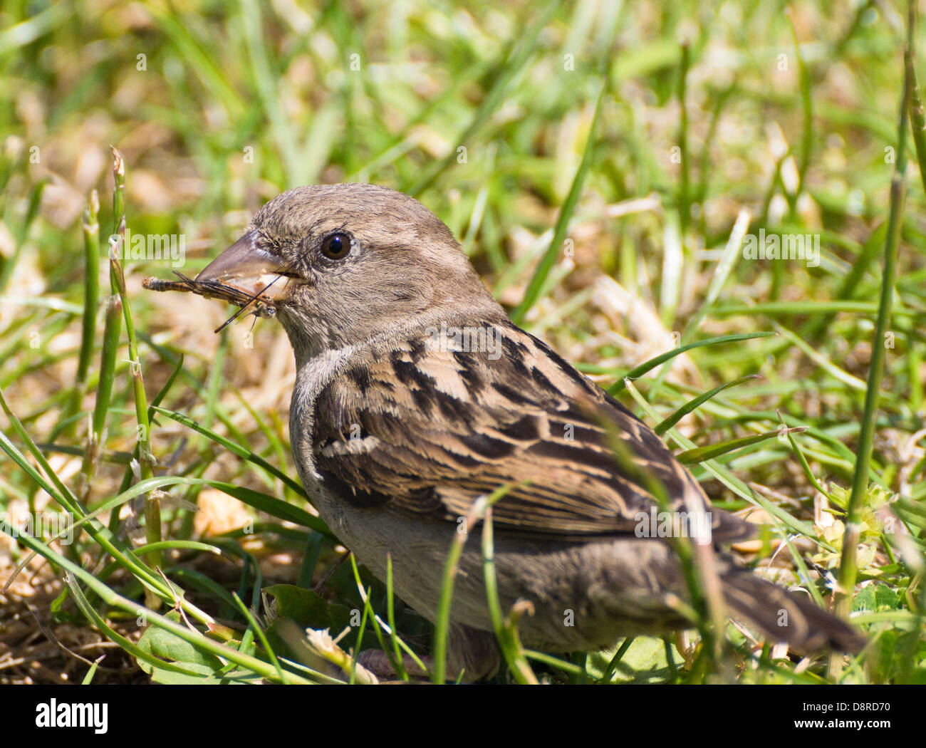A female House Sparrow in Gloucestershire England Stock Photo - Alamy