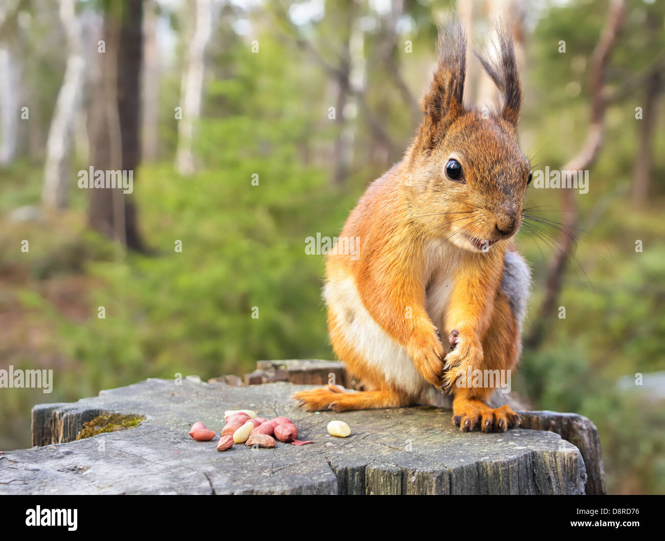 Baby squirrel hi-res stock photography and images - Alamy