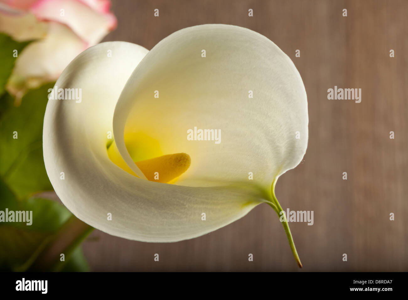 Single stem white calla lily hi-res stock photography and images - Alamy