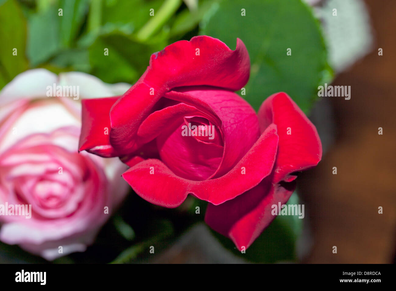 Close up of a beautiful red rose in a bunch Stock Photo - Alamy