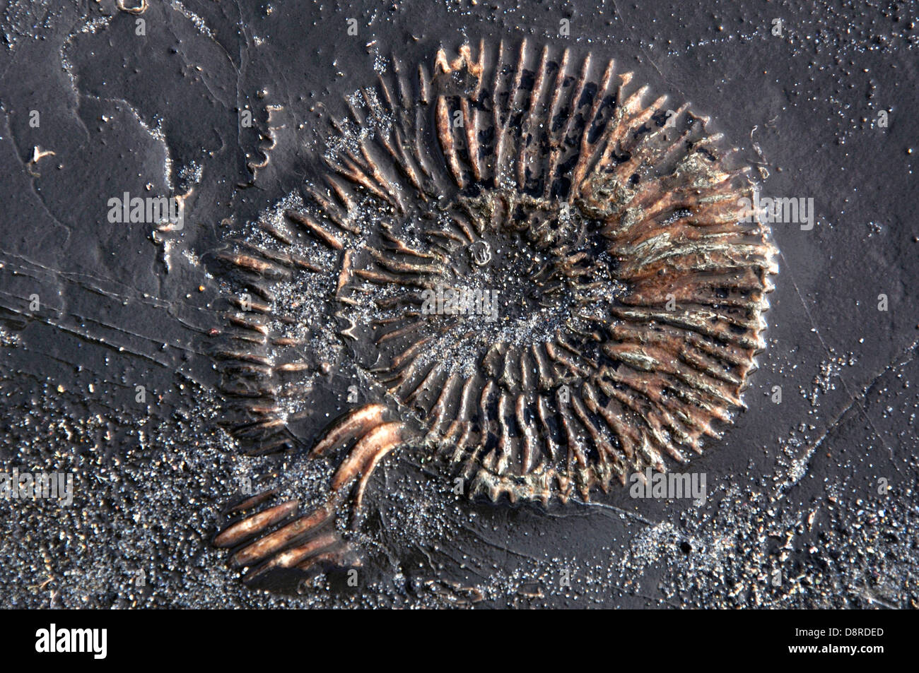 An ammonite in the rock at Kimmeridge Stock Photo - Alamy