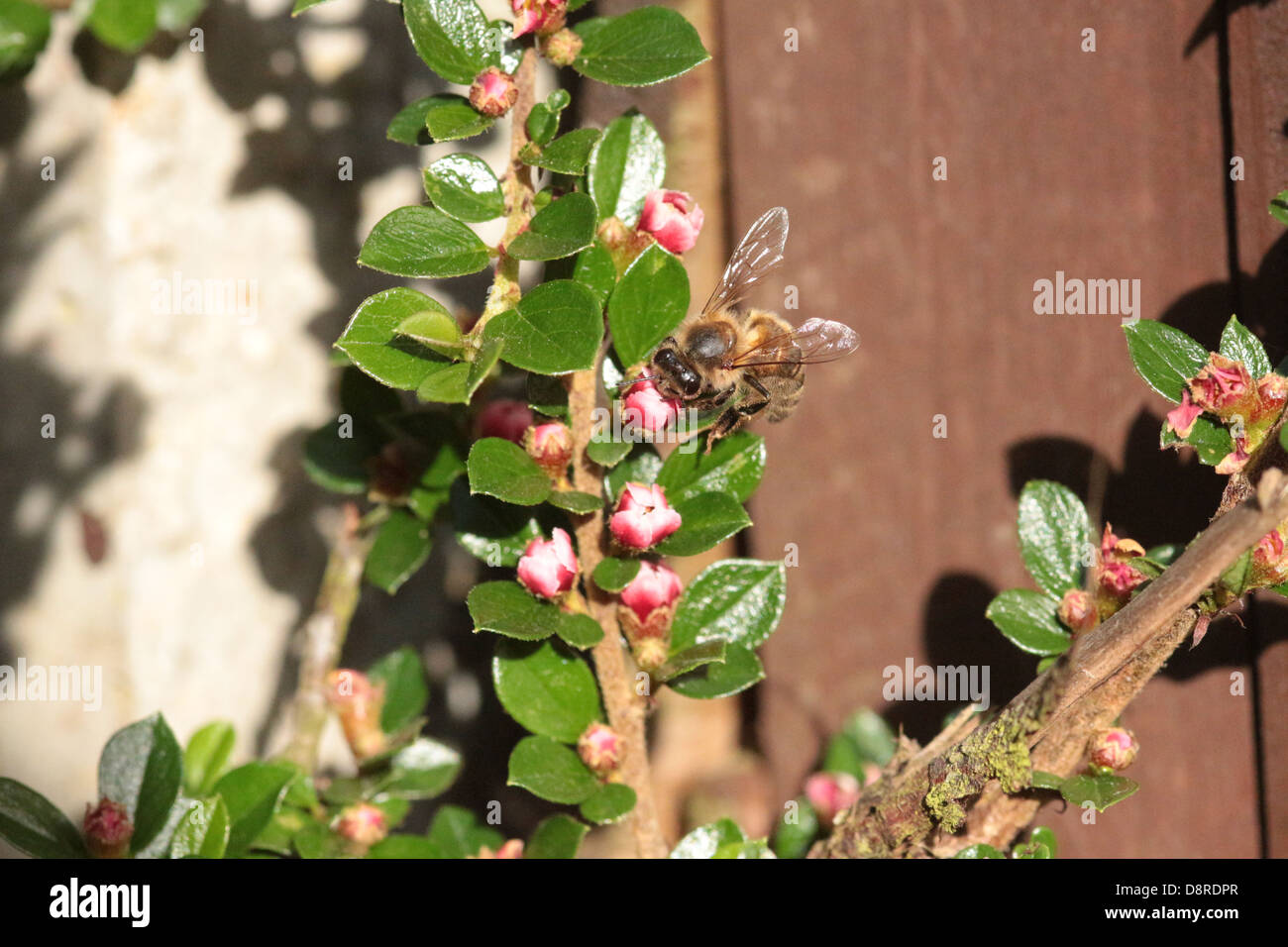 Honey Bee collecting pollen Stock Photo - Alamy