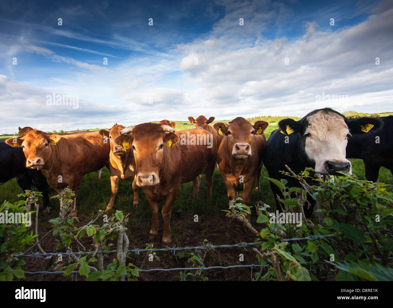 Young bullocks on a UK farm Stock Photo - Alamy