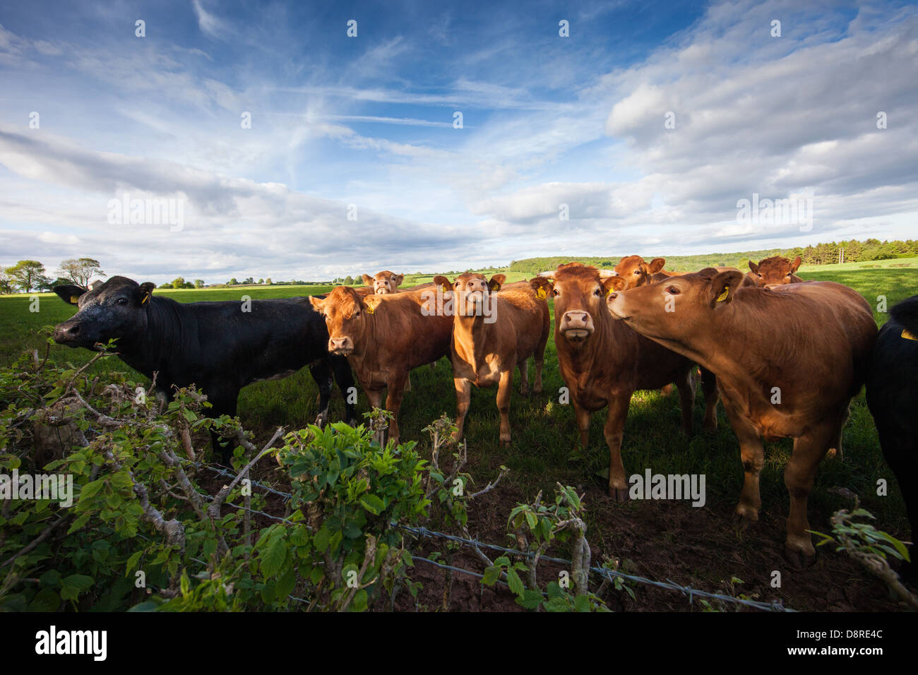 Young bullocks on a UK farm Stock Photo - Alamy