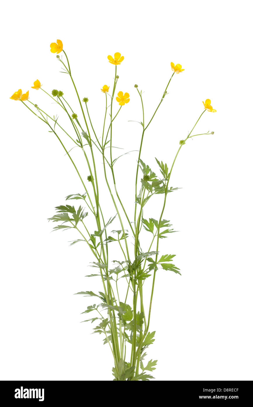 yellow buttercup (Ranunculus bulbosus) on white background Stock Photo ...