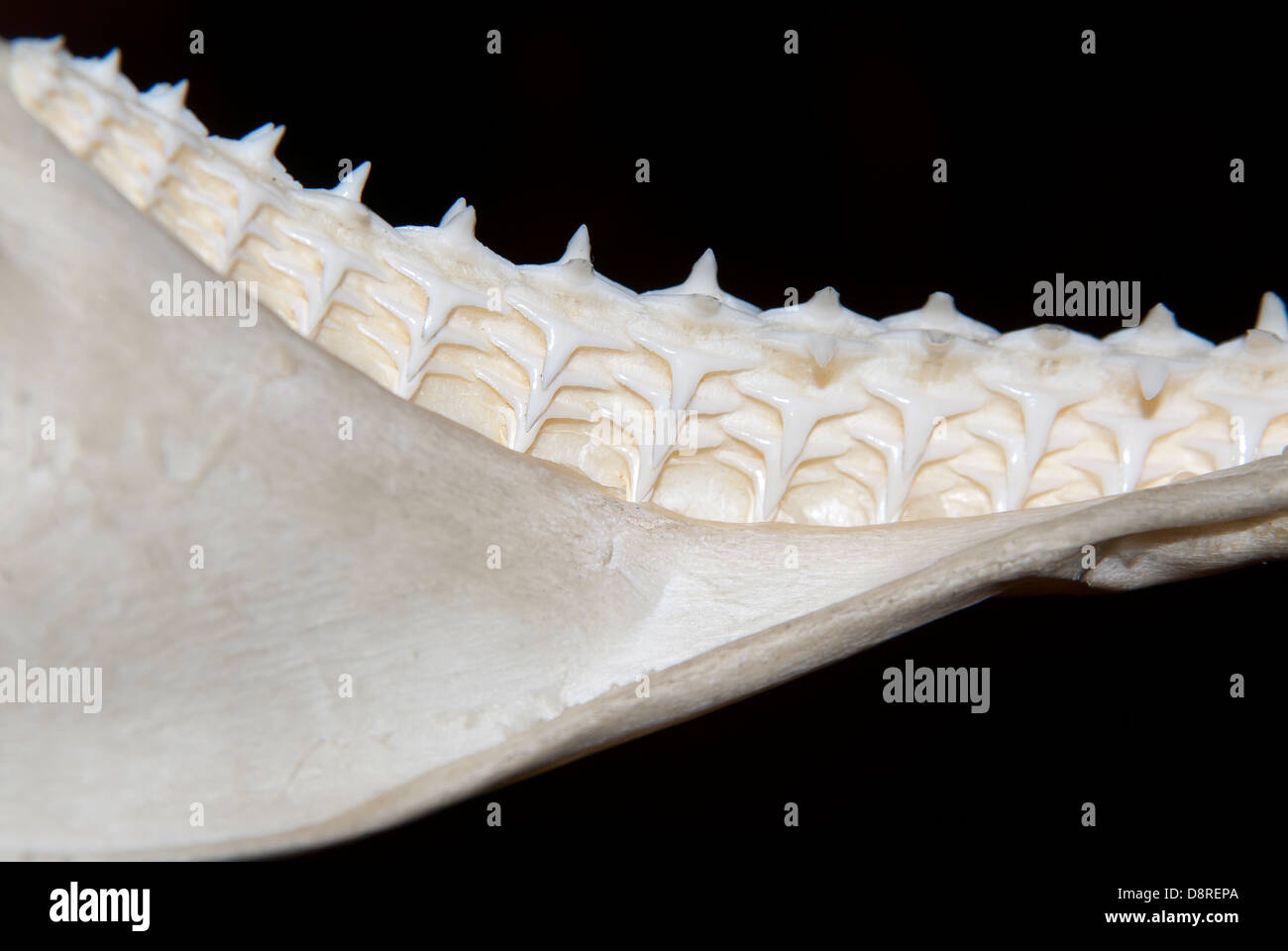Shark skeleton hi-res stock photography and images - Alamy