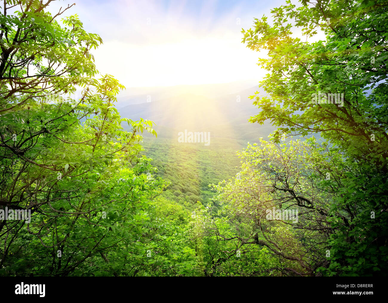 Morning light of the sun makes its way through the forest Stock Photo ...