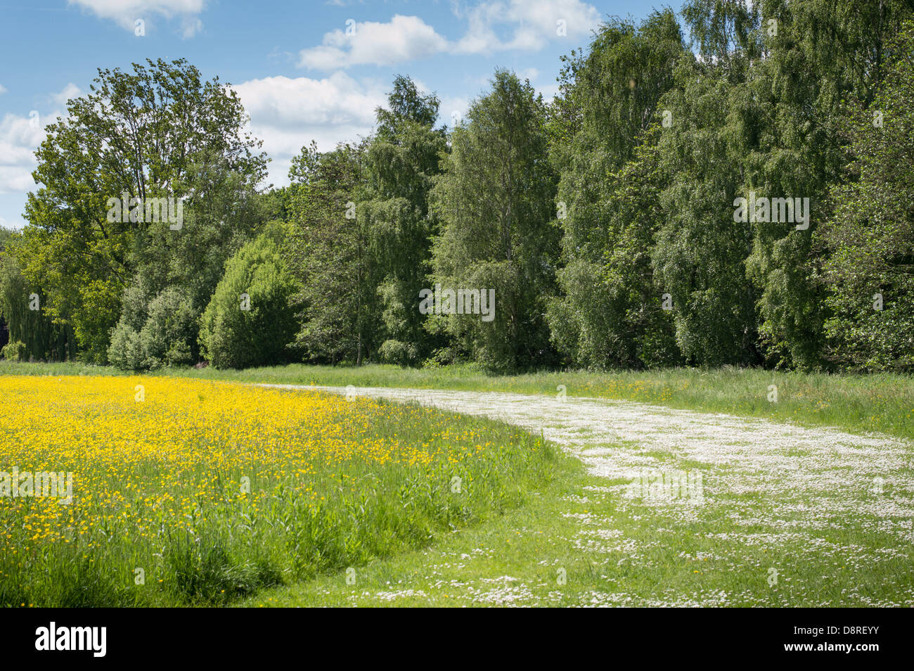A path of daisies leading through a field with buttercups Stock Photo ...
