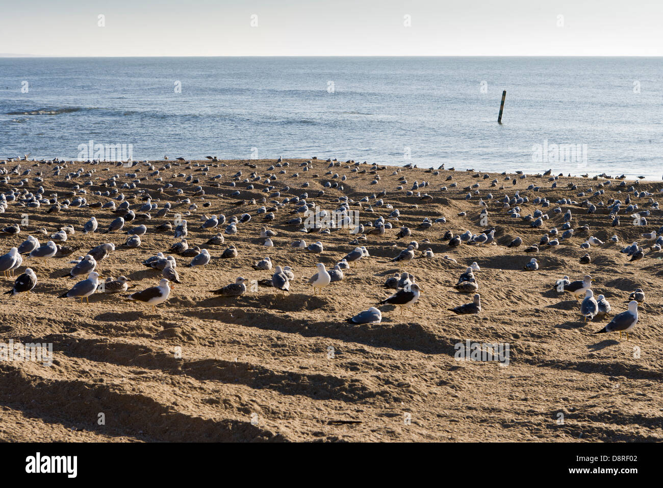 Aguda beach, Gaia Portugal Stock Photo - Alamy