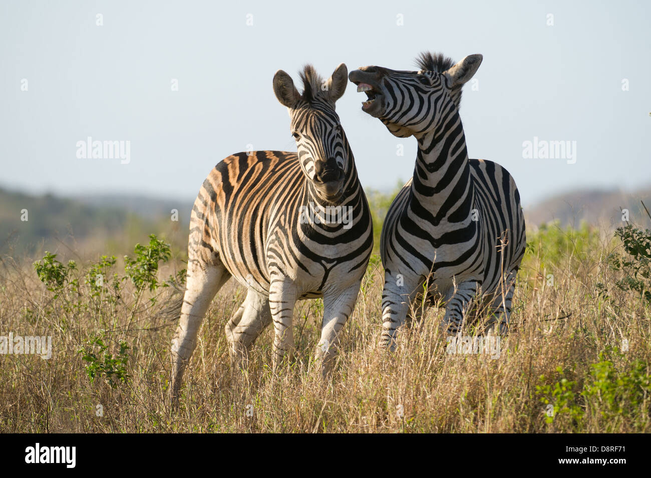 Two burchell's zebra fighting hi-res stock photography and images - Alamy