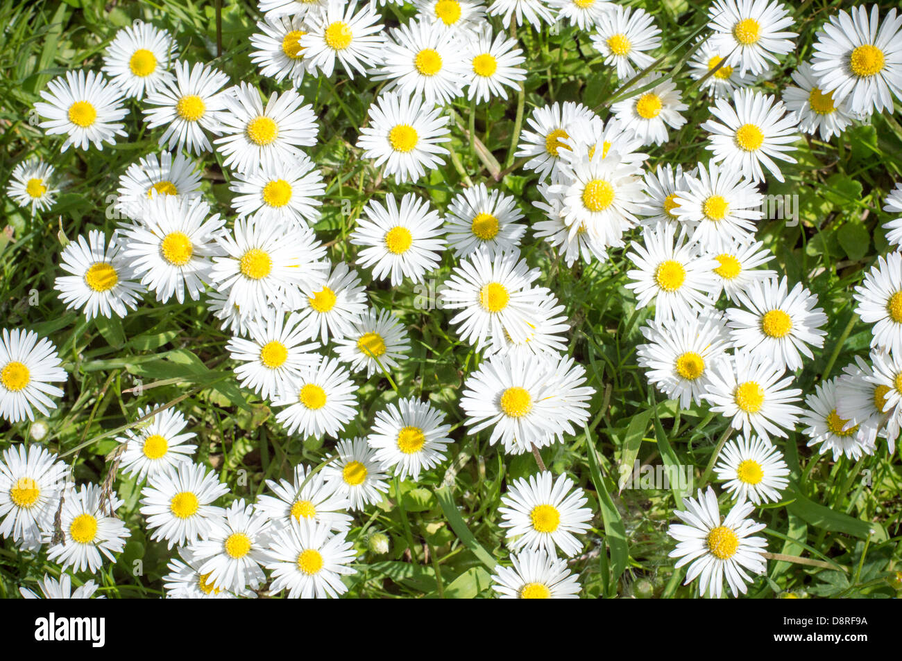 A photograph of daisies Stock Photo - Alamy