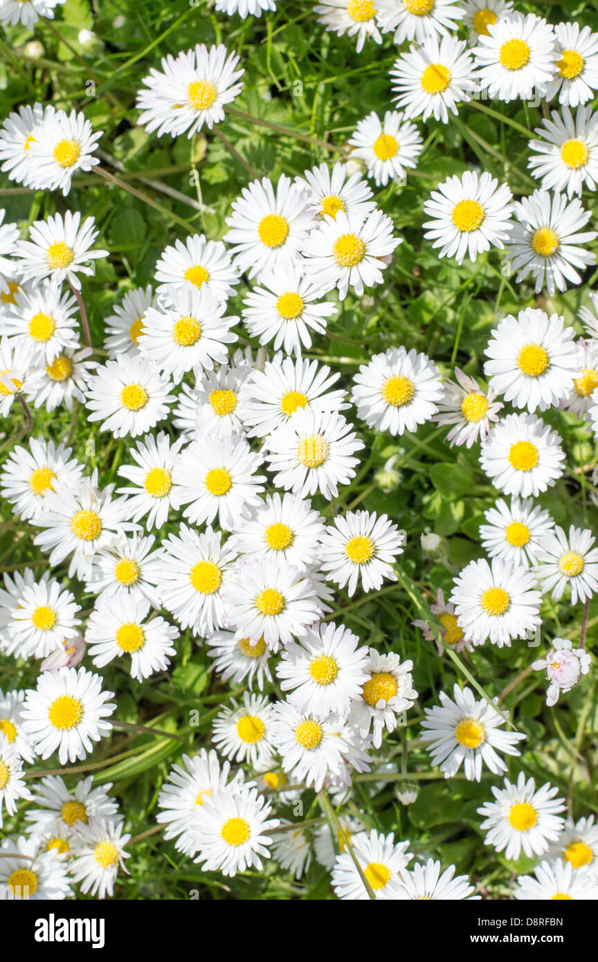 A photograph of daisies Stock Photo - Alamy