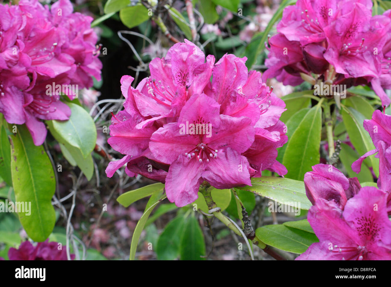 Azaleas flowers flowering shrub flowers in bloom Marie Forte ...