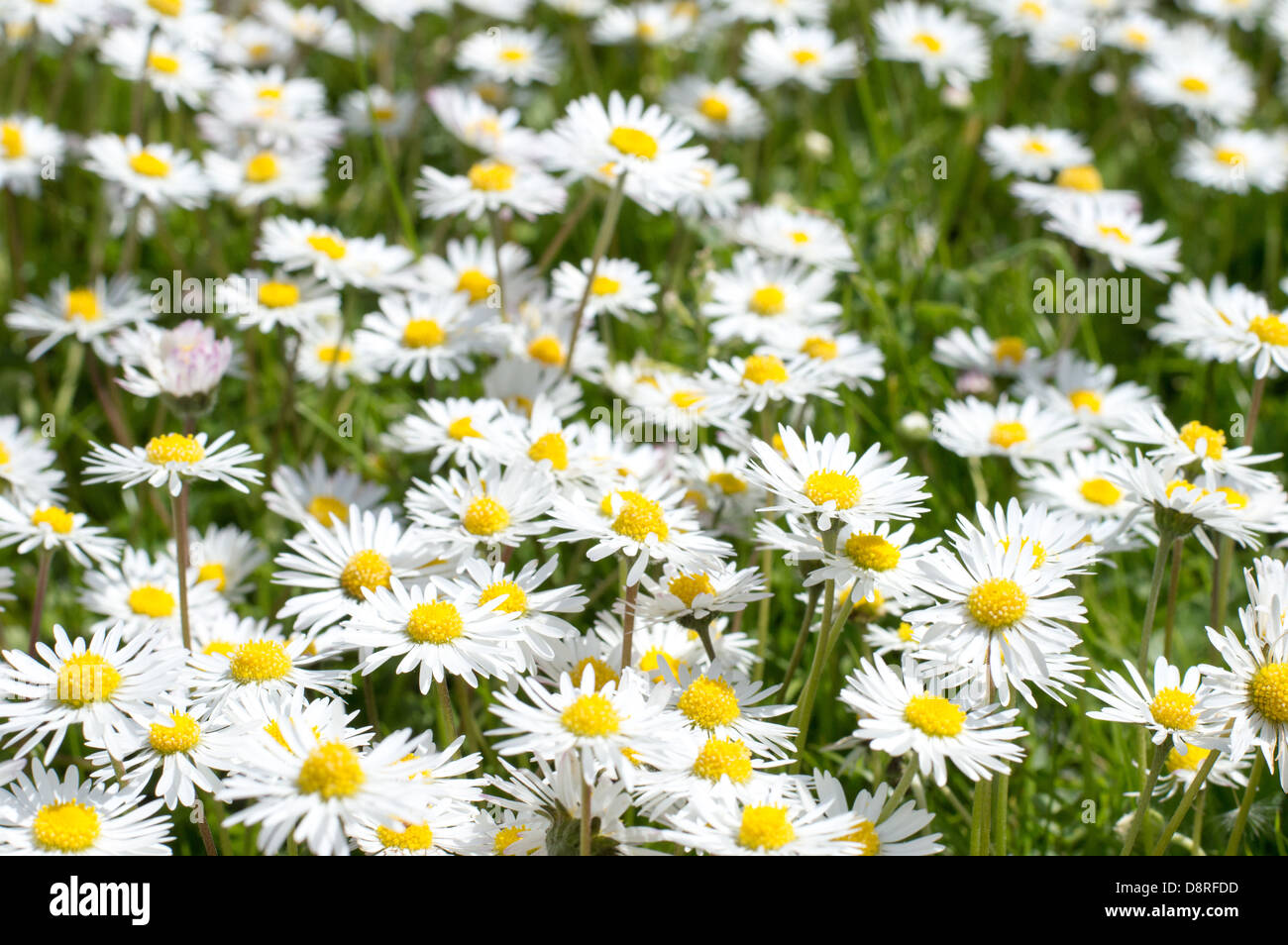 A photograph of daisies Stock Photo - Alamy