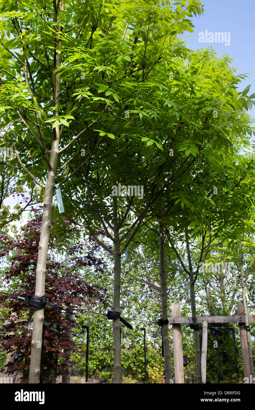 Ash Sapling Trees High Resolution Stock Photography and Images - Alamy