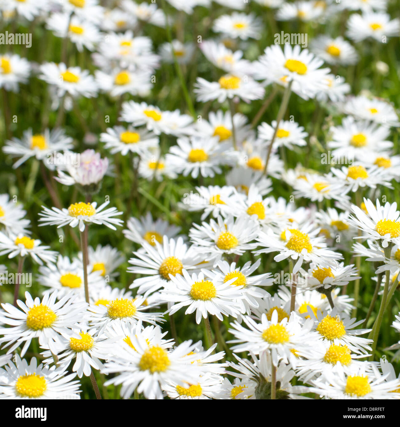 A photograph of daisies Stock Photo - Alamy