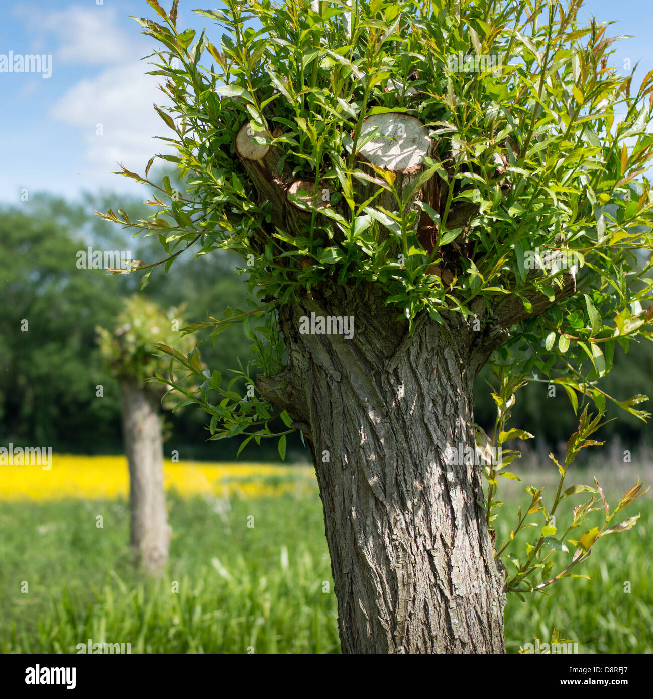 Pollard tree hi-res stock photography and images - Alamy
